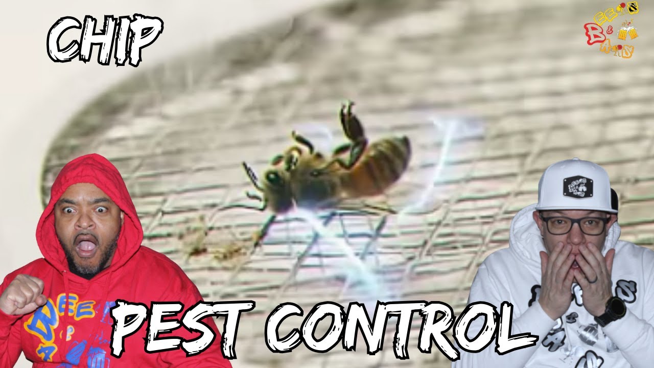 Is This the Knockout? CHIP “Pest Control” Reaction vs Ambush - YouTube