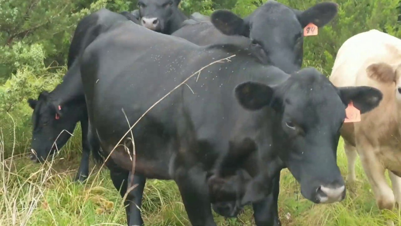 The Cows Want Their Breakfast - YouTube