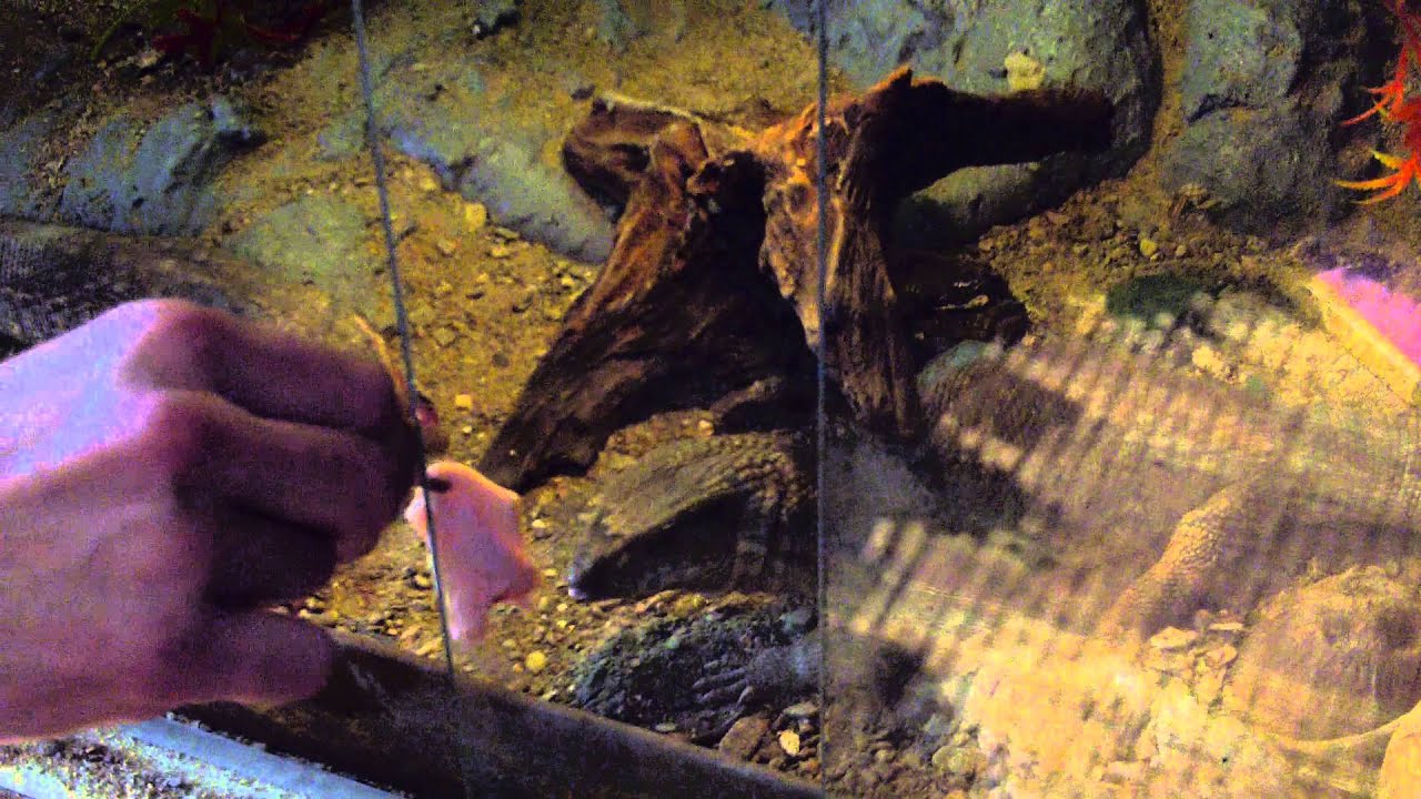 varan stepní - krmení - YouTube