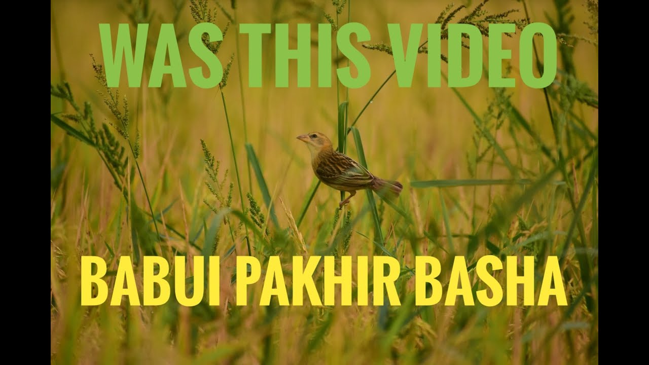 babui pakhir Basha - YouTube