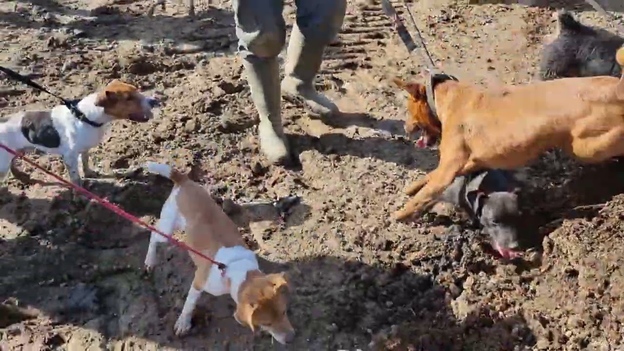 Jack Russell Terrier Ratting
