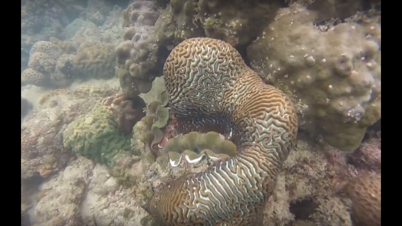 Tyler and Phoebe, Snorkeling in Koh Samet - YouTube