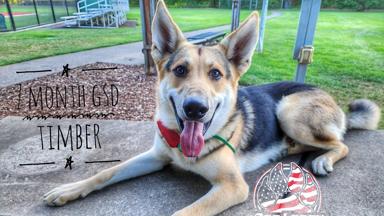 Timber | 7 Month Old German Shepherd | Best Trained Dogs of OR ...