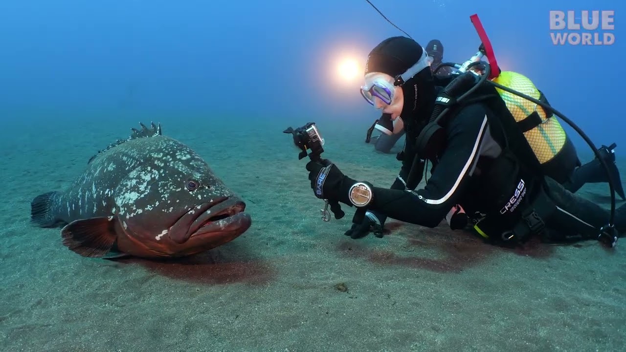 Portugal Diving! (A sneak preview!) | BLUE WORLD EXTRA - YouTube