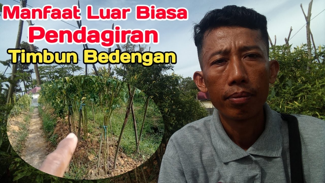 PENTINGNYA PENYIANGAN DAN PEMBUMBUNAN TANAMAN CABE - YouTube