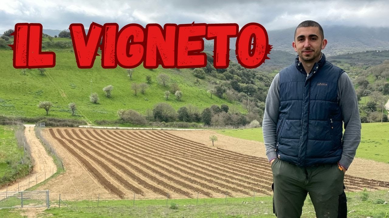 IMPIANTO del VIGNETO: come fare? - YouTube