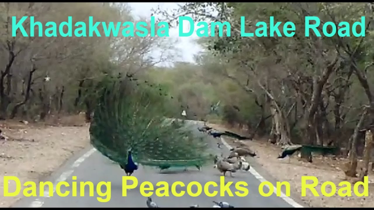COVID-19 Peacock Bay PUNE - Merry Dancing Peacocks on the Road - YouTube