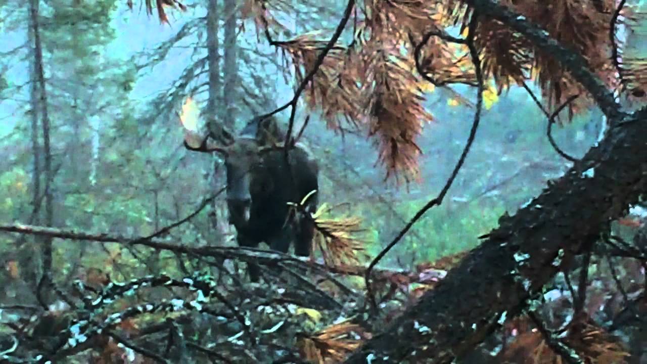 Moose up close in Sudbury Ontario - YouTube