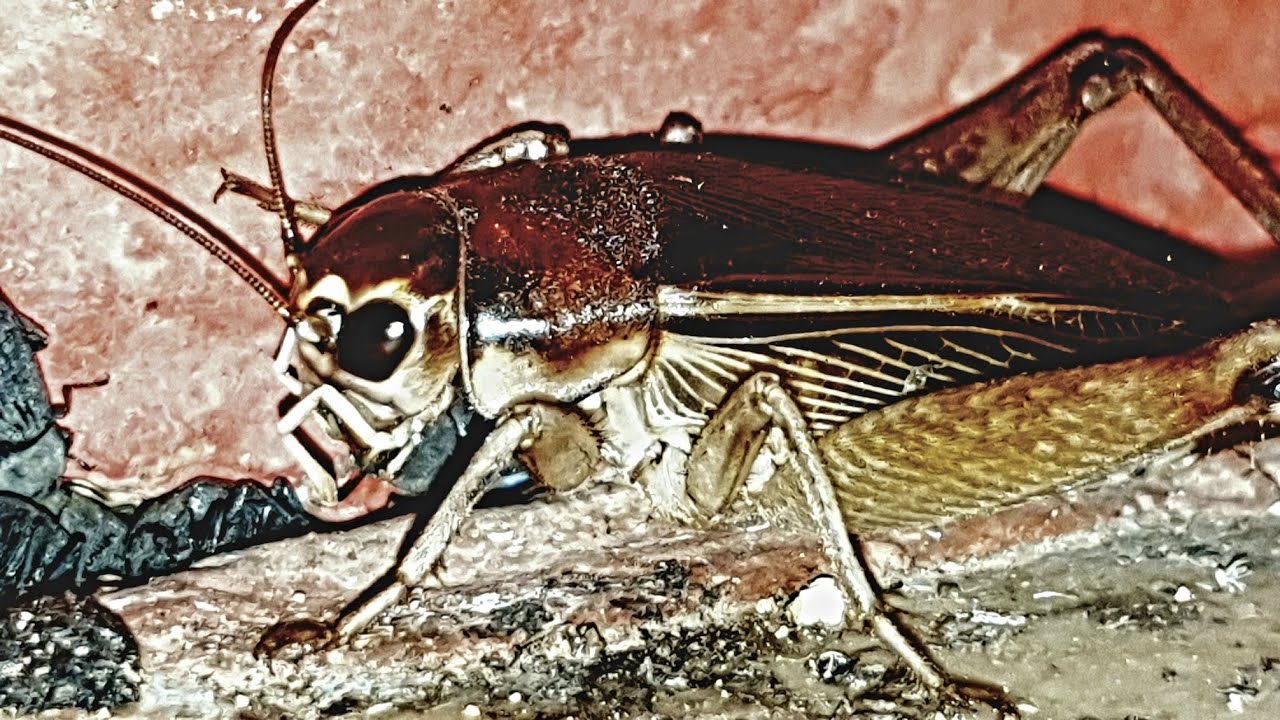 #Natural #Life #44 insect find food at night - YouTube