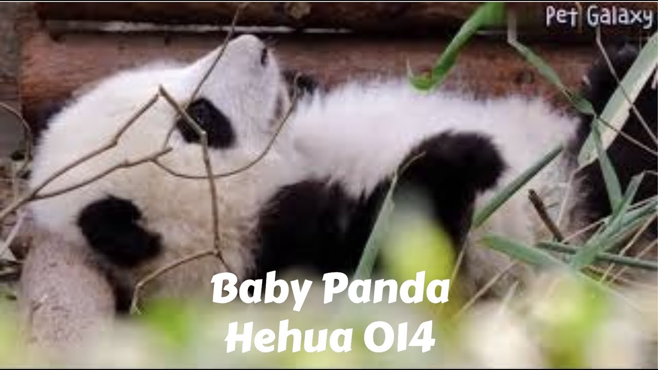 HD|【Hehua】Am I the cutest Panda Baby you've ever seen? - YouTube