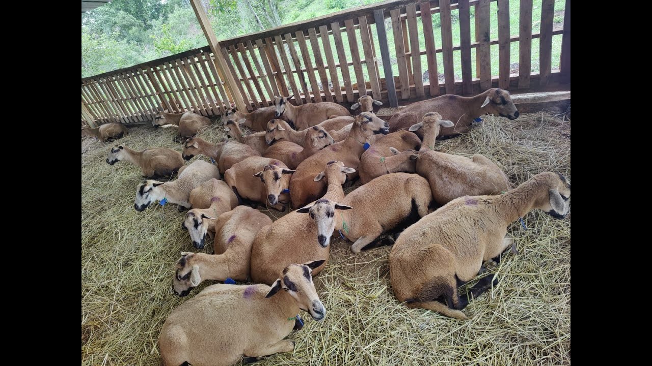 Thank you all for sheep project - YouTube