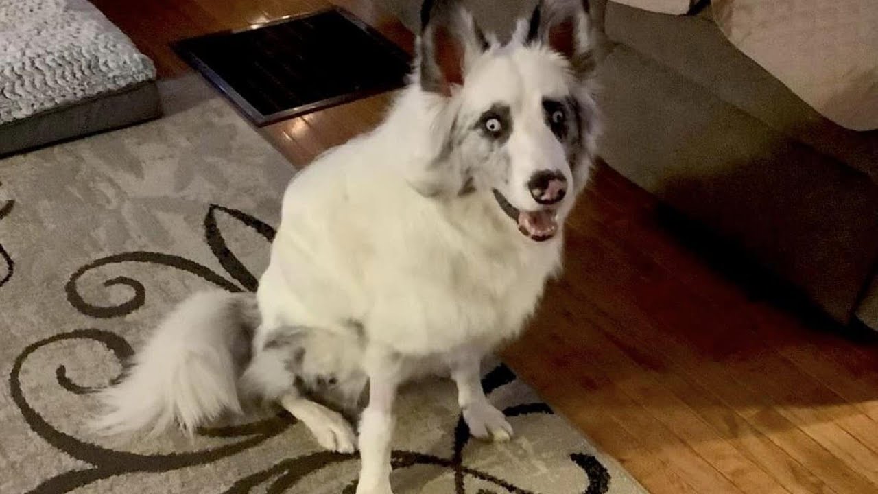 She found a motionless dog dropped on her porch in an Amazon box with ...