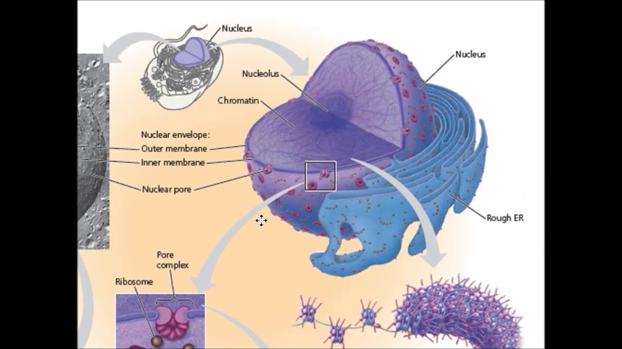 Chapter 7 Cell Structure And Function 2 YouTube chapter-7-cell-structure-and-function-2-youtube