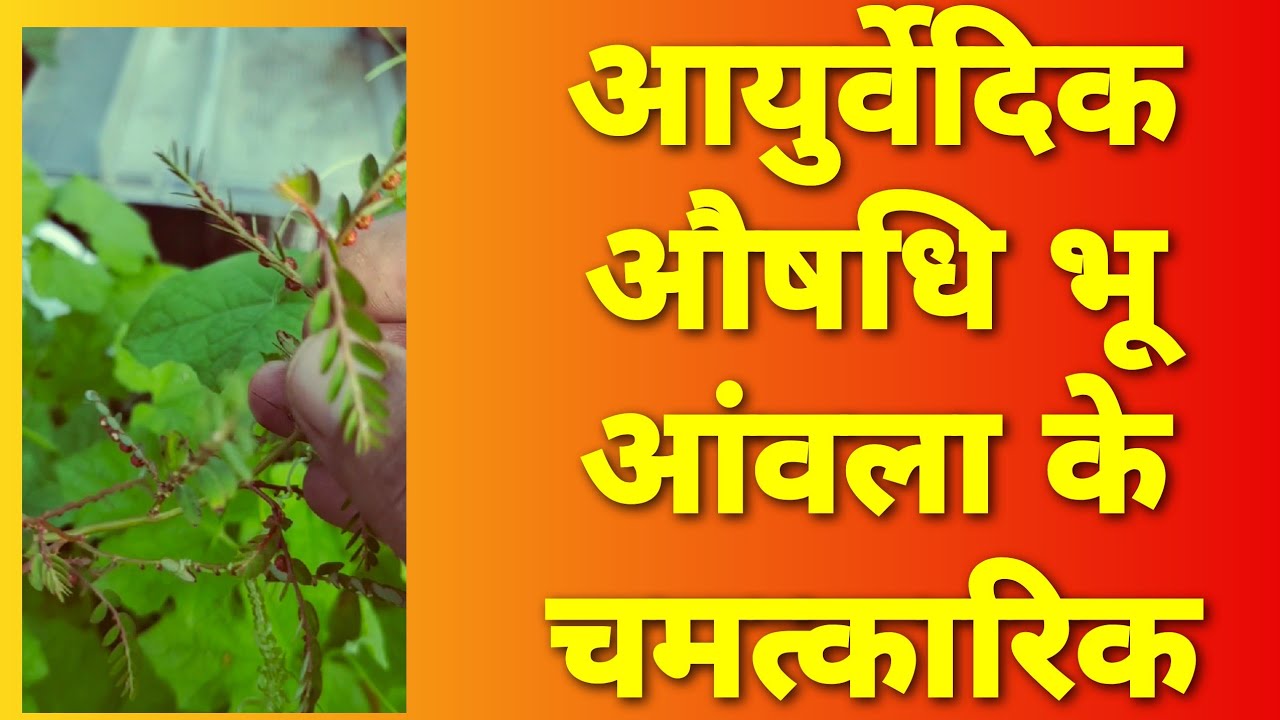 Ayurvedic Trees | Bhoo Ambala | आयुर्वेदिक भू आंबला | Veeresh Kamar ...