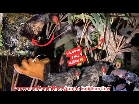 Night Kalij hunting🔥 एकै बोटमा ४ वटा कालिज🔥१० वटा मारियो!जङ्गलमा ...