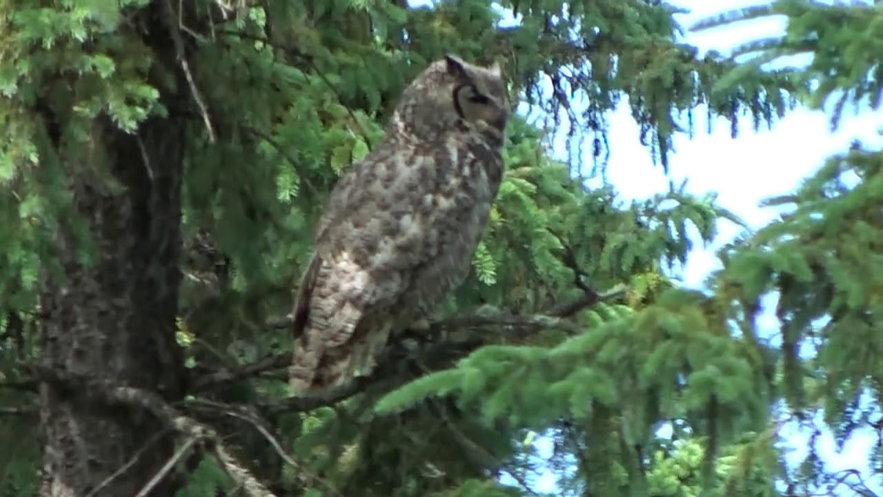Great Horned Owl Gibbons Alberta - YouTube