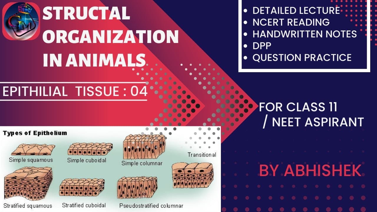 Structural organisation in animals 04 || class 11 || animal tissues ...