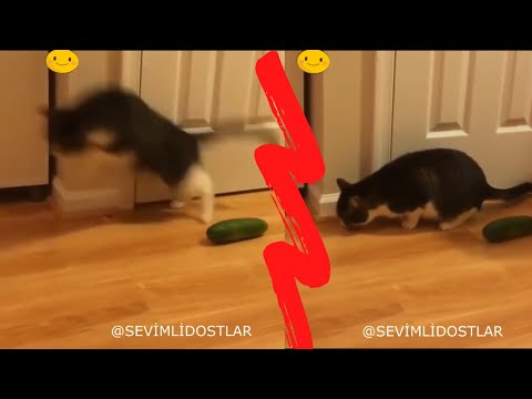 KEDİ ŞAKALARI  (SALATALIK) Çok Komikler  #1/A JOKE ABOUT SCARING CATS / KEDİLERİ KORKUTAN  ŞAKALAR
