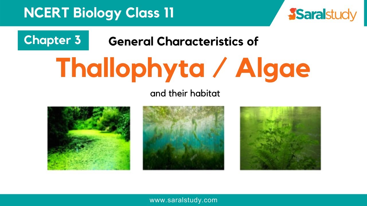 General Characteristics of Thallophyta | Algae | CBSE Class 11 ...