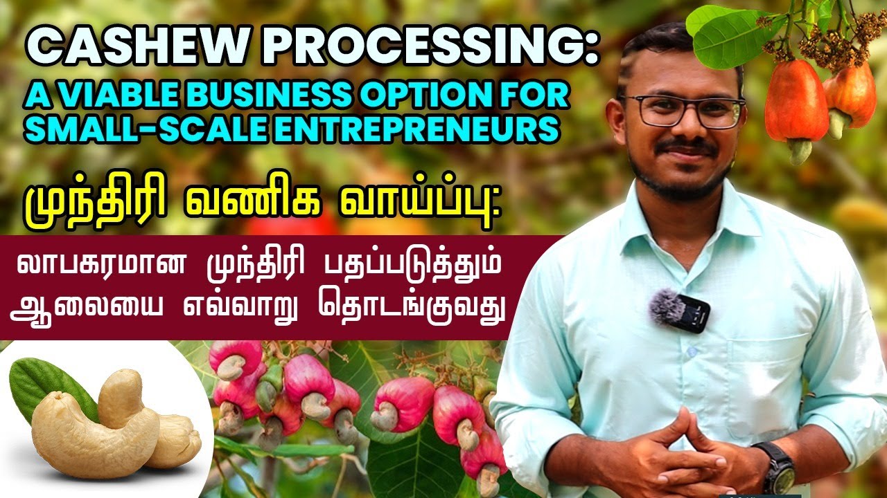 Cashew Nut Business |A Profitable Business Opportunity | Step-by-Step ...