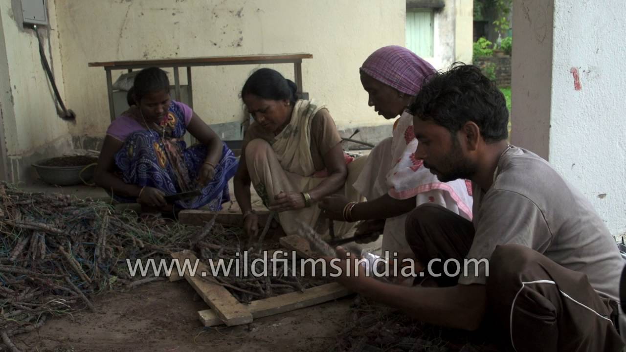 Scraping off shellac from lacquer insect sticks in Jharkhand, India ...