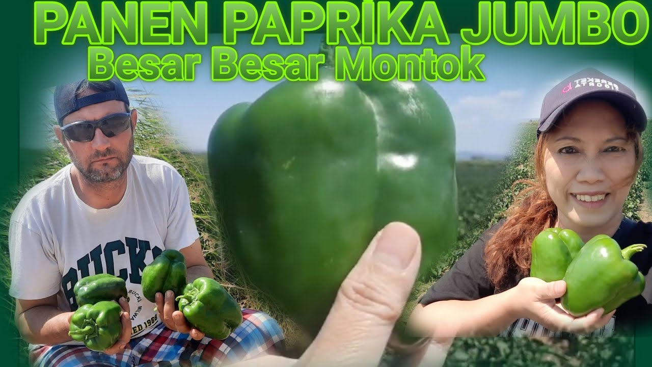 PANEN PAPRİKA JUMBO Dİ TURKEY || BIG PAPRIKA HARVEST IN TURKEY || - YouTube