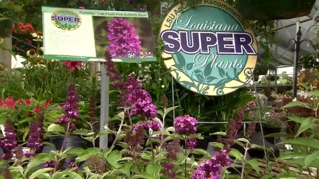 Tutti Fruti performs beautifully in your summer gardens - YouTube