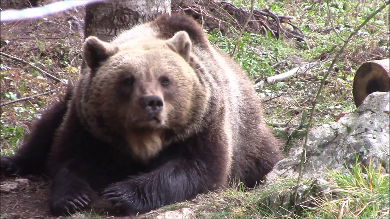 Orso Bruno Marsicano - YouTube