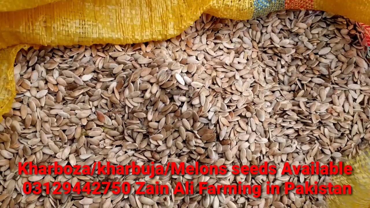 Melons/Kharboza/kharbuja Seeds Available in Bulk Quantity 03129442750 ...