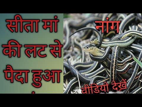 sita ki lat !! baby snake (indian snake) - YouTube