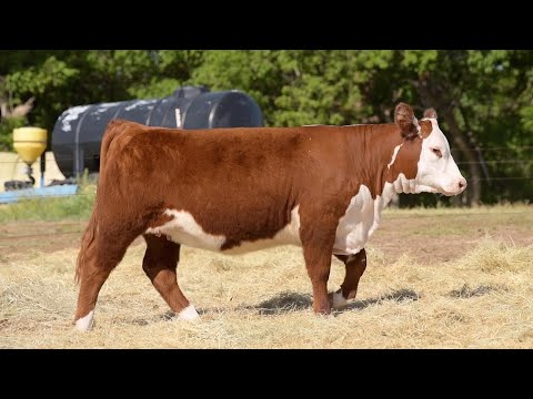 Butchee : TAG OR151 - YouTube