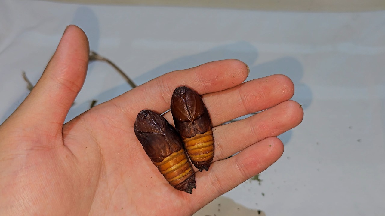 Opening 2 Giant Moth Cocoon and the Post Treatment (Attacus atlas ...