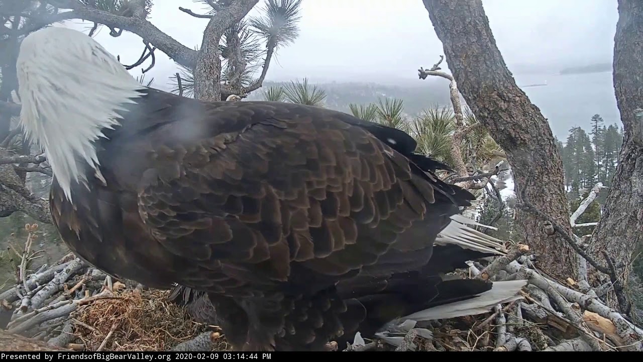 02-09-20 Big Bear Lake eagles; Shadow's big crop fluff drop. - YouTube