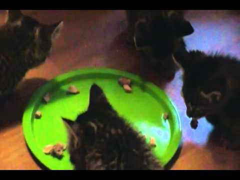 Kittens fight over food - YouTube