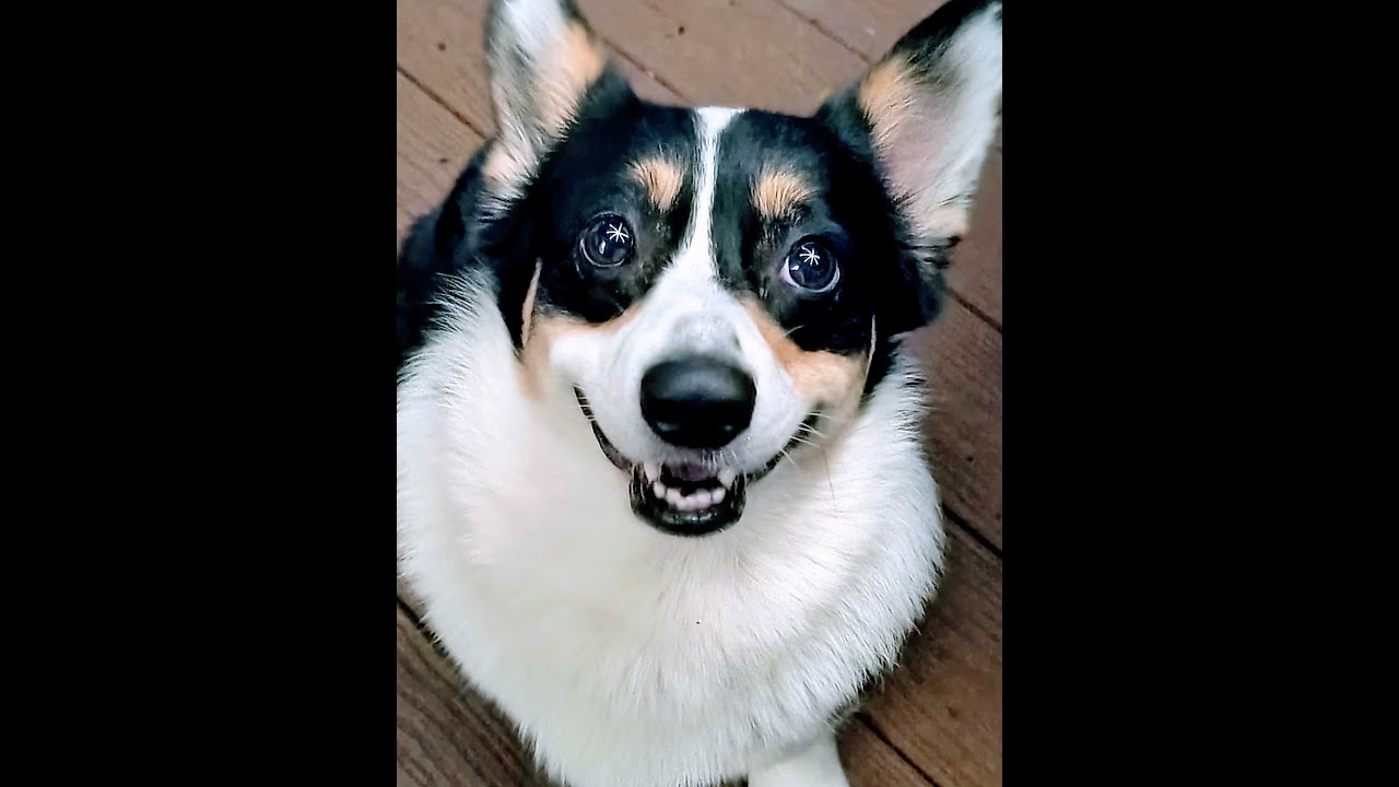 Lets Play, My little Puppy , Help me find my puppys Daddy - YouTube
