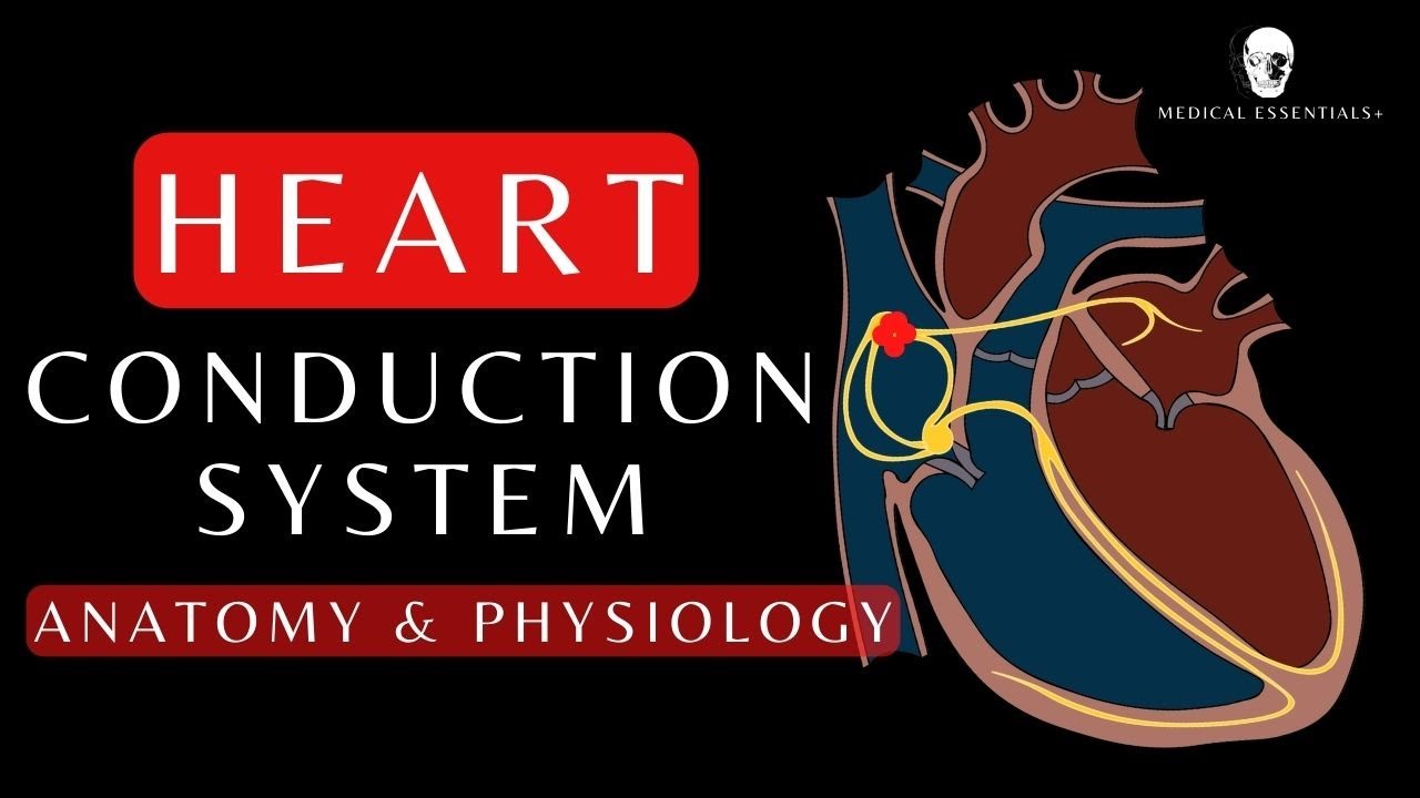 Conduction system of the heart | Sinoatrial node, AV Node, Bundle of ...
