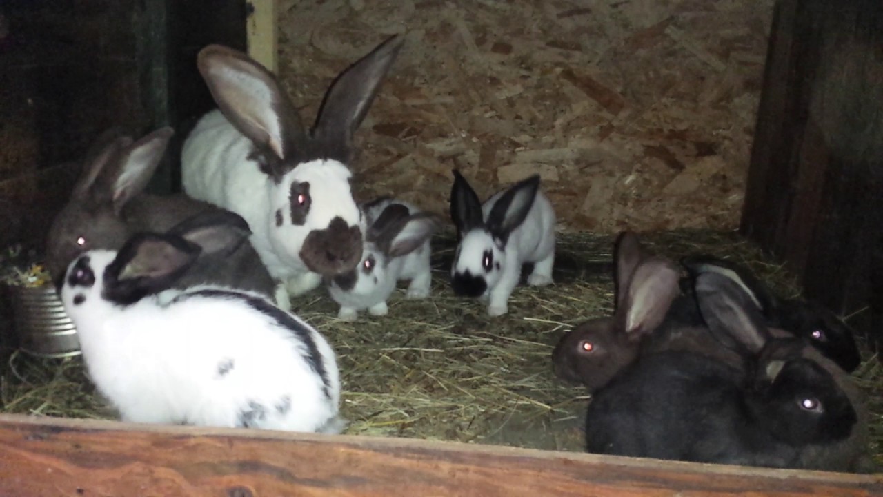 Fluture German cuib cu 7 puiuți - YouTube