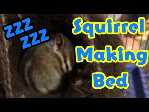 Squirrel Making Bed to Sleep - YouTube