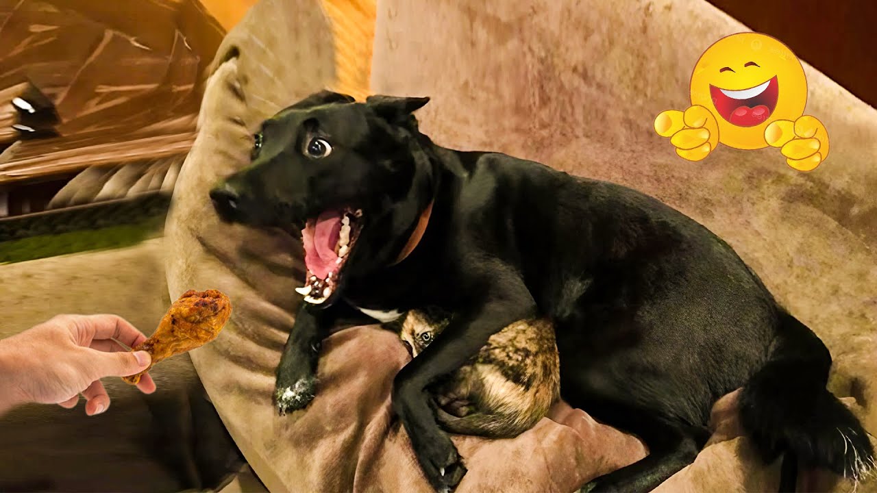 Smarty Funny Dog Video Compilation 😹🐶 Enjoy The Funniest Animal Videos ...