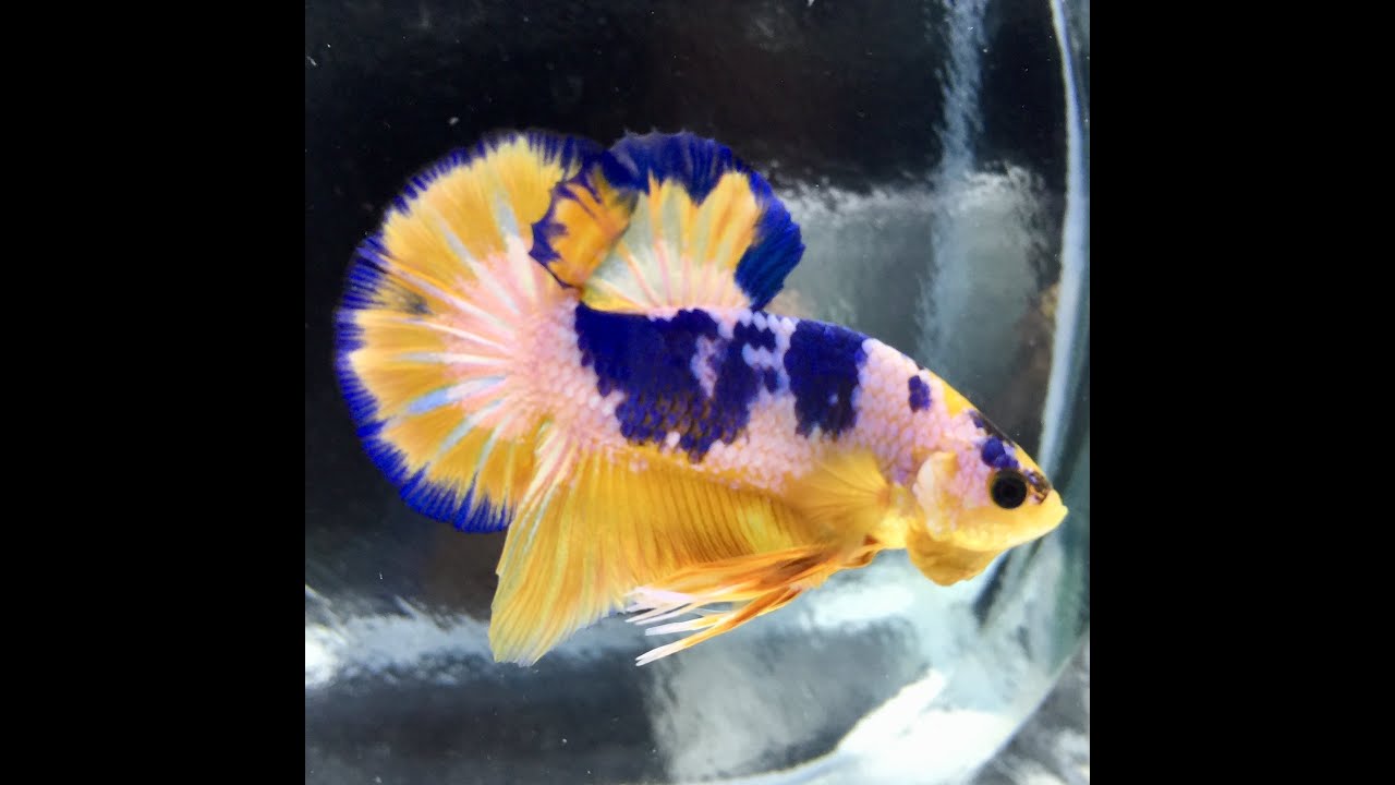 #BETTA YELLOW FANCY - YouTube