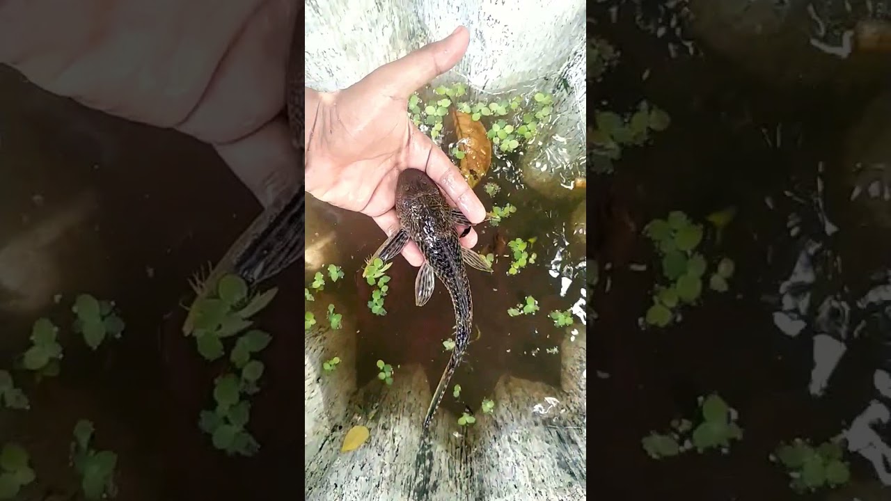 shakkar fish #fish #shakti #kerela #subscribers #subs #subscrib #like ...