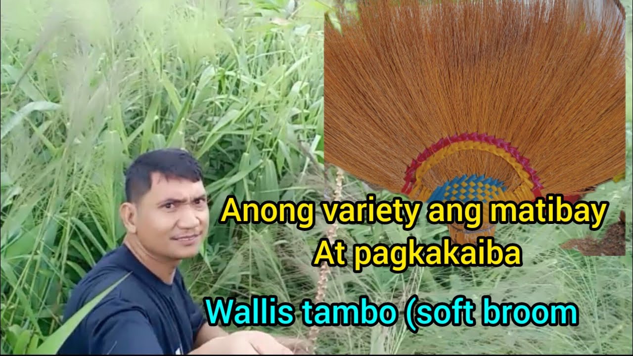 Anong variety ang matibay at pagkakaiba, walis tambo (soft broom, # ...