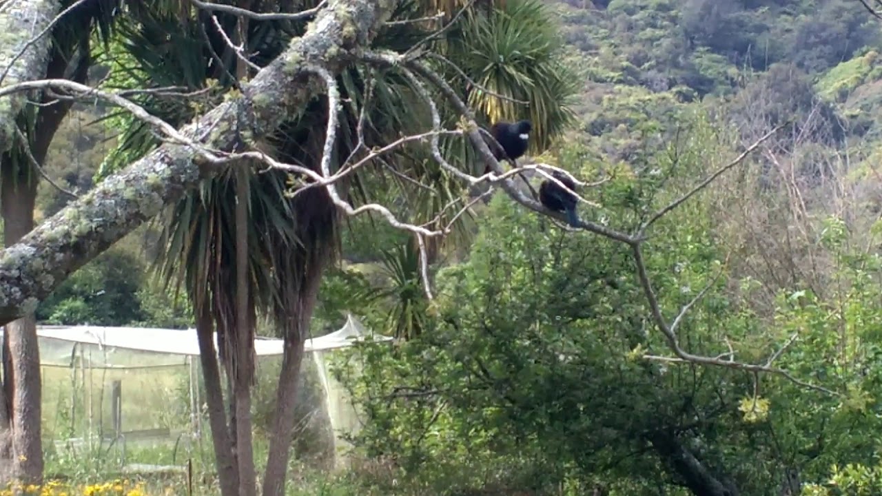 Tui mating call and dance - YouTube