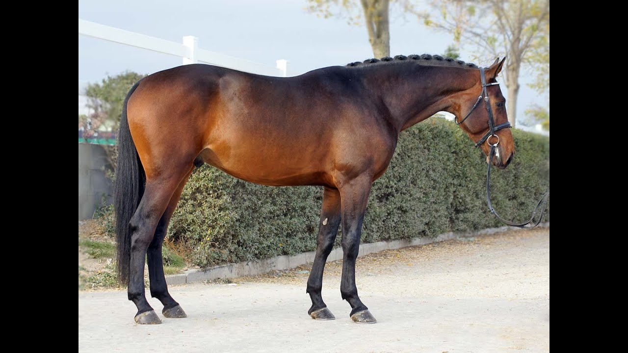 FOR SALE - Calvino - *2015, stallion, Caesar (Colman) x Porter (Cassini ...