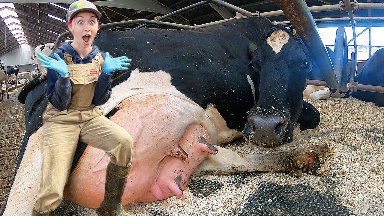 Pretty Girl Farm 2023 Bales hay | Moving Cattle into Brand New Barn ...