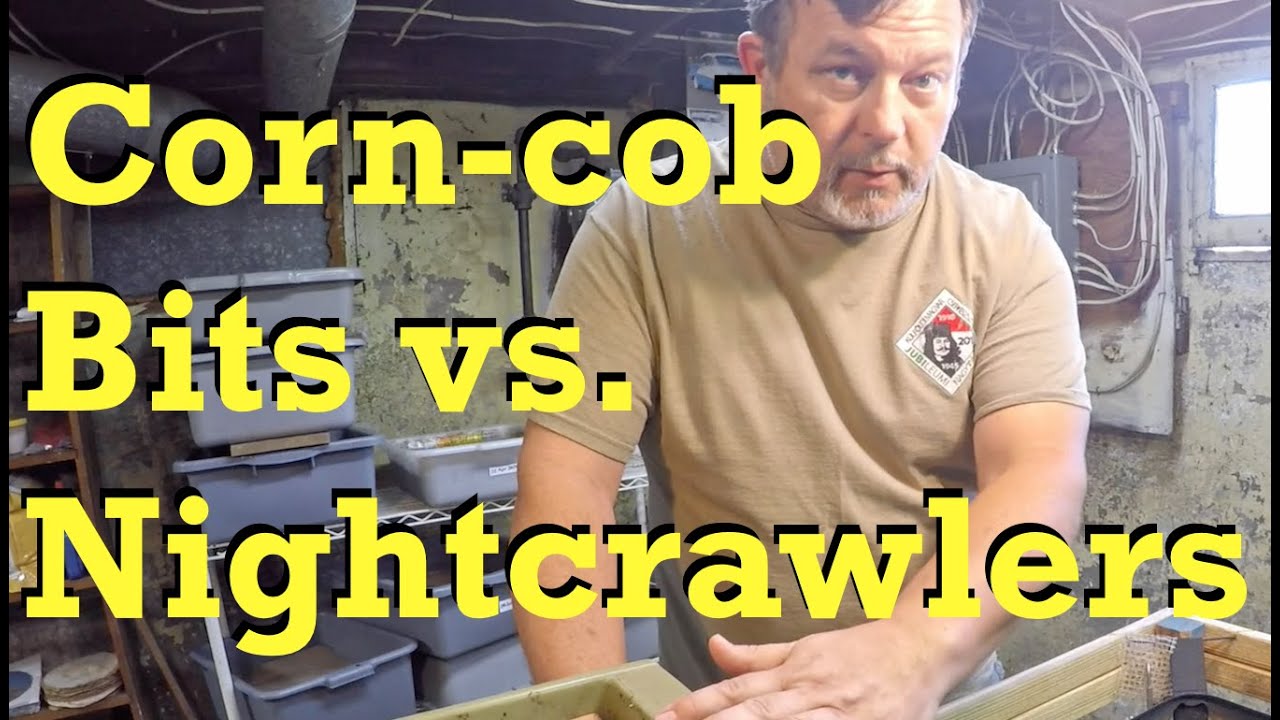 Corn-cob bits vs nightcrawlers after 13 days - worm farm ...