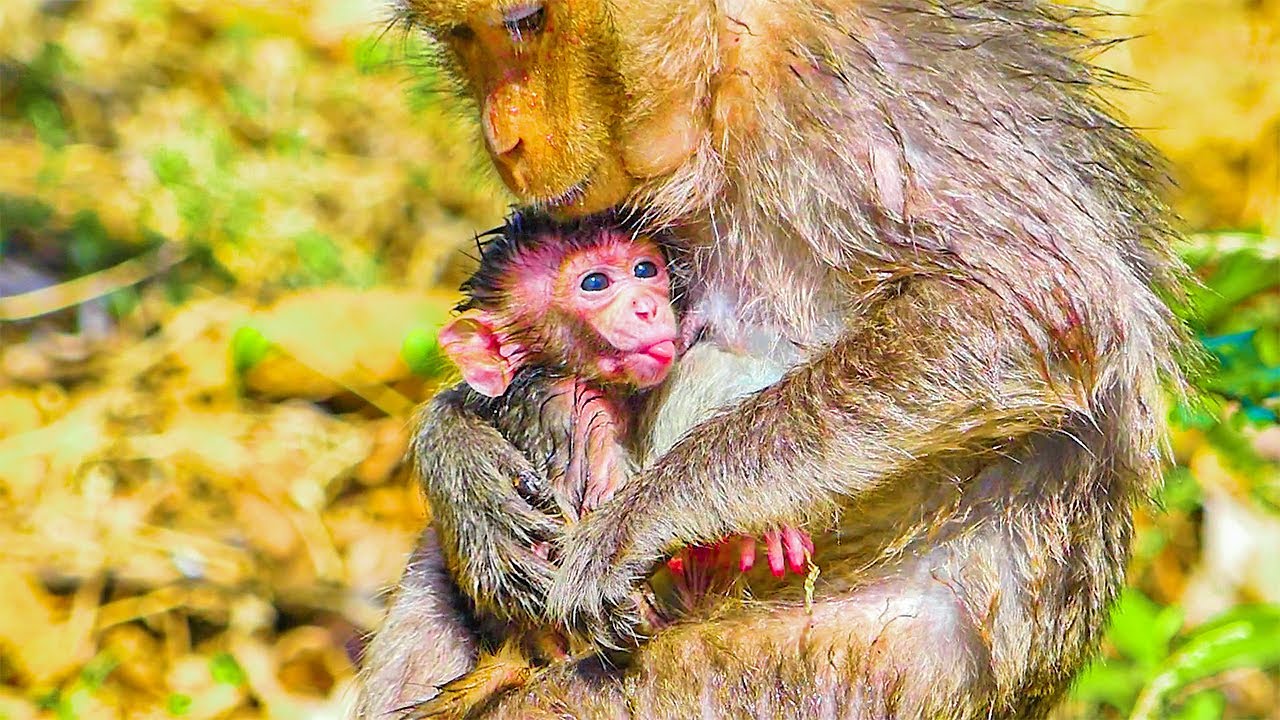 OMG..!! What is happening to the cute newborn monkey Lily. monkey ALIKA ...