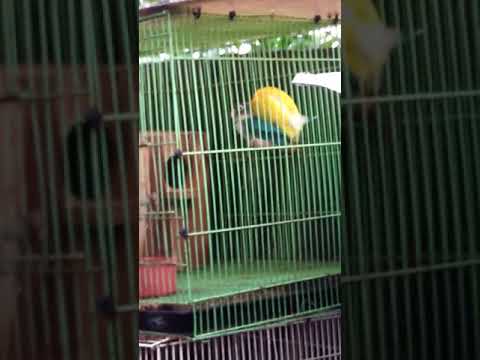 Jago ngentot....djamin muasin...