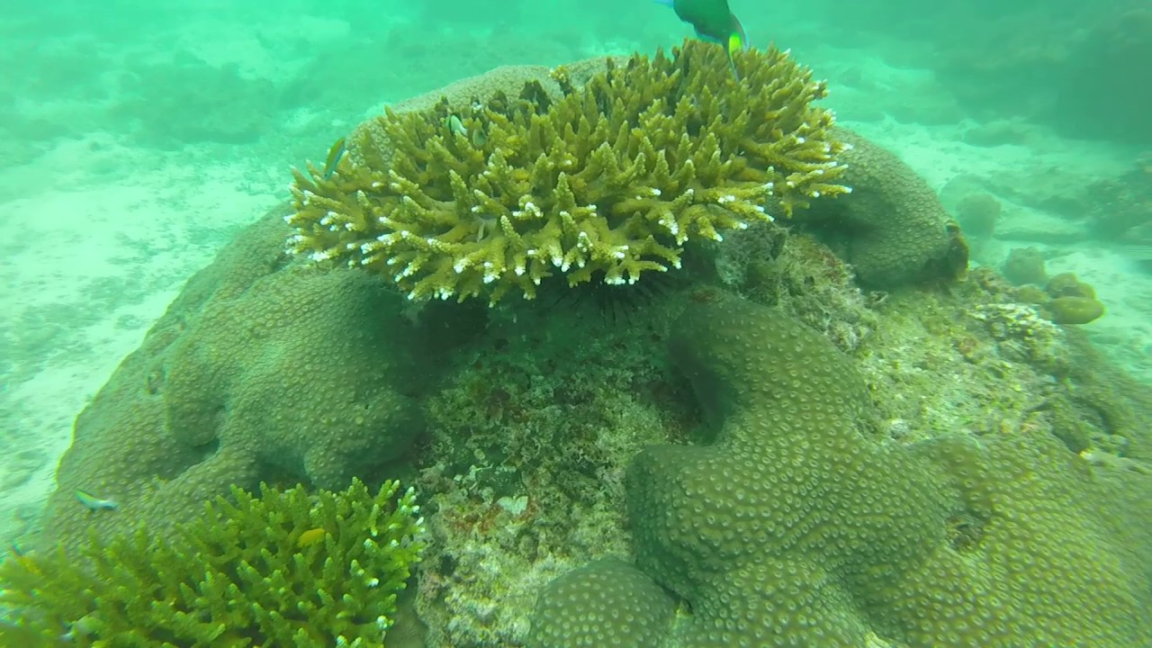 Scuba Diving in Krabi, Thailand - YouTube