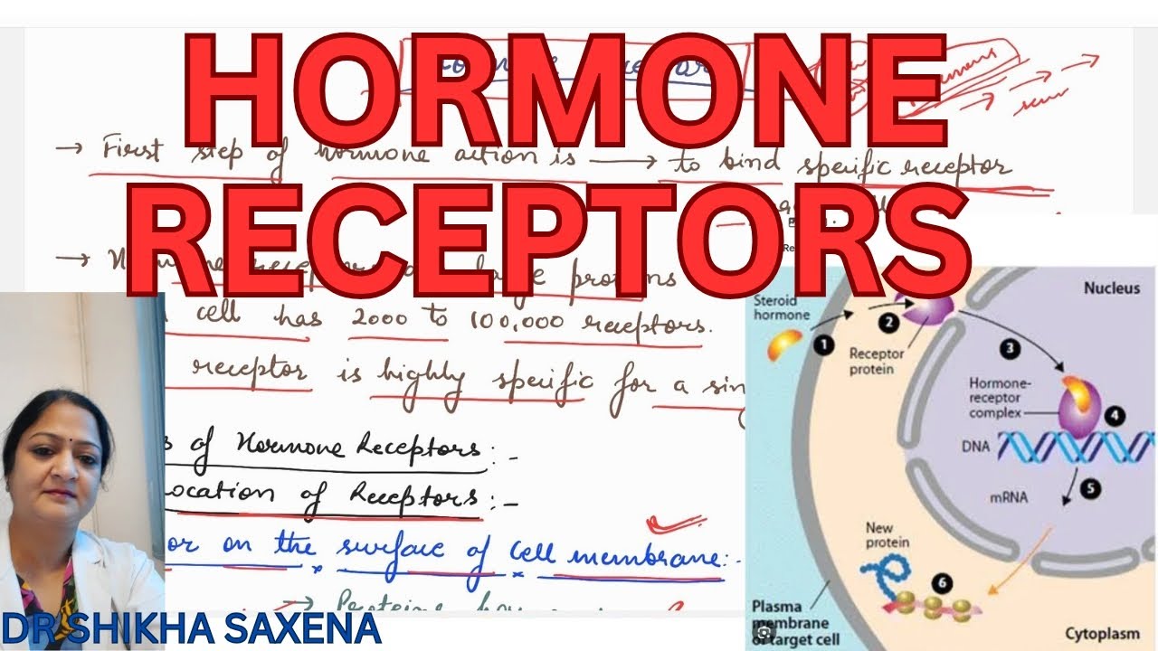 Hormone receptors, Location, Specificity, Up regulation, down ...